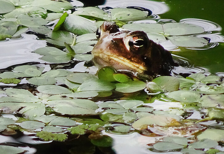 06-09-25 frog-grace | News, Sports, Jobs - Marietta Times